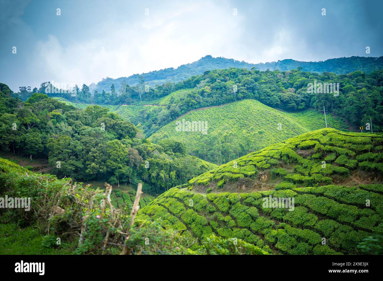 Munnar hill station and tea plantation in Kerala India Stock Photo - Alamy
