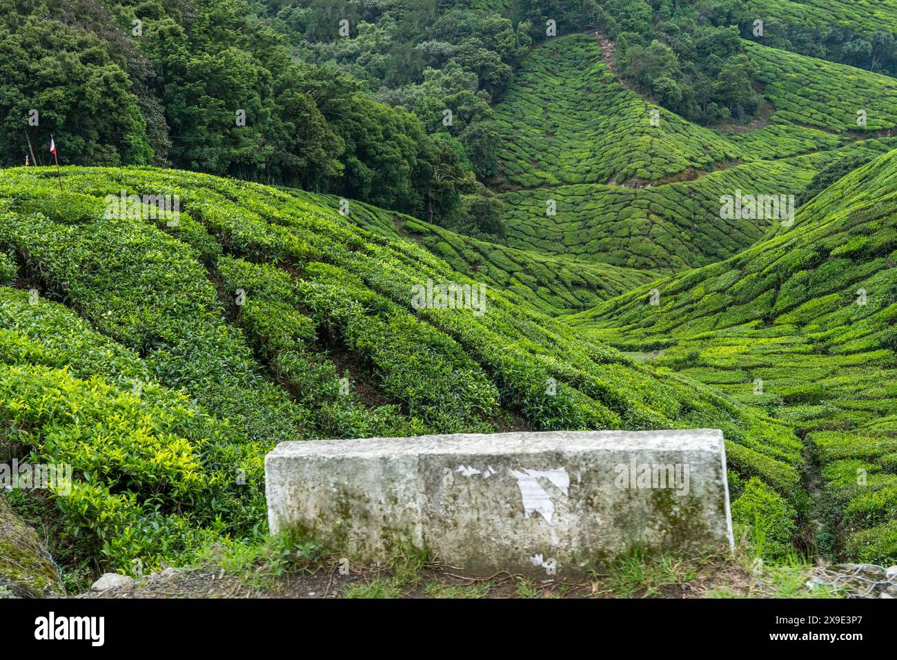 Munnar hill station and tea plantation in Kerala India Stock Photo - Alamy