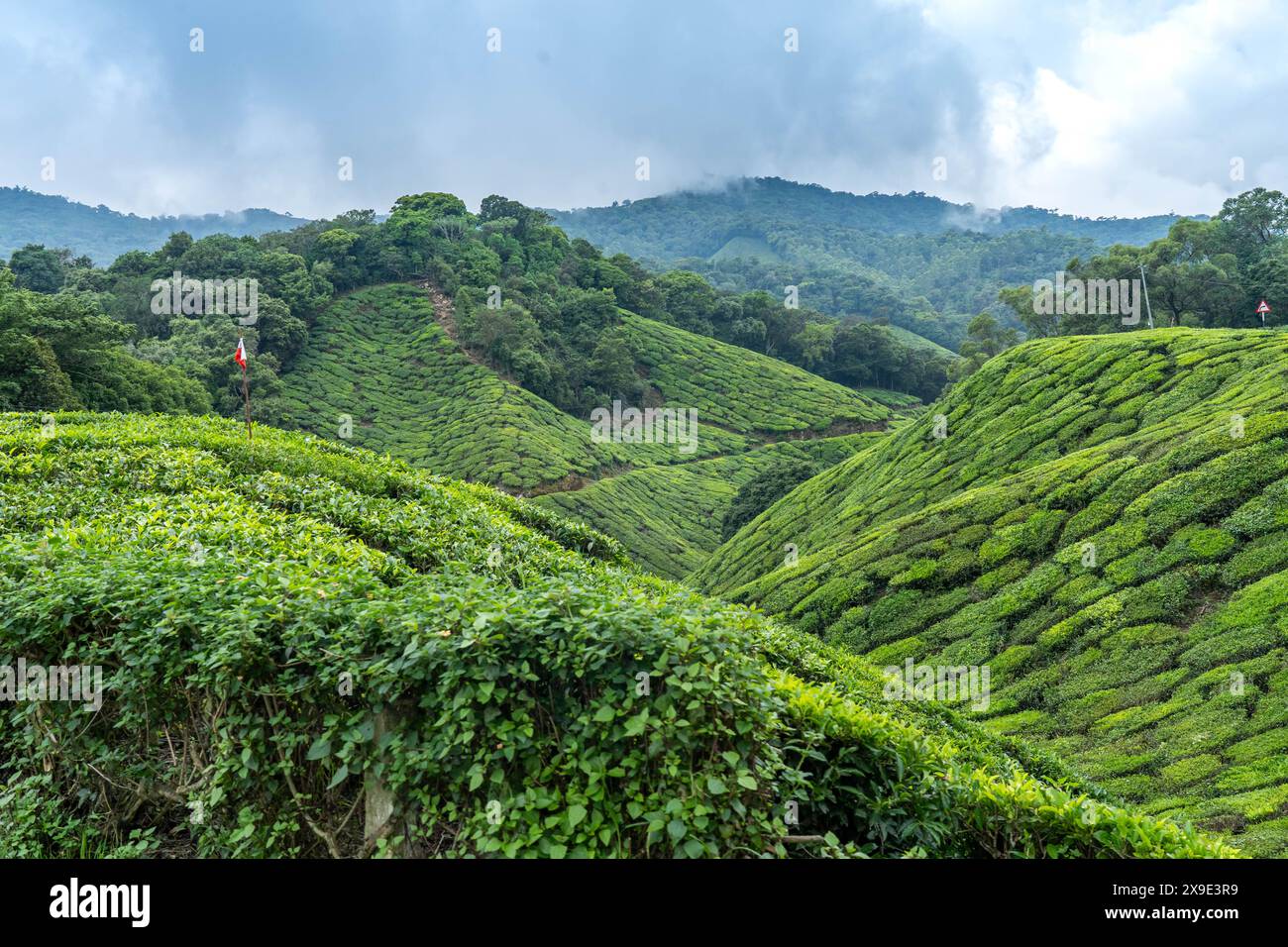 Munnar hill station and tea plantation in Kerala India Stock Photo - Alamy