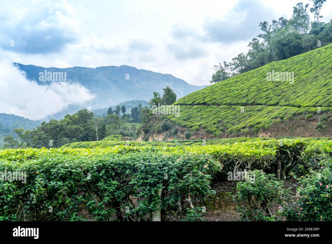 Munnar hill station and tea plantation in Kerala India Stock Photo - Alamy