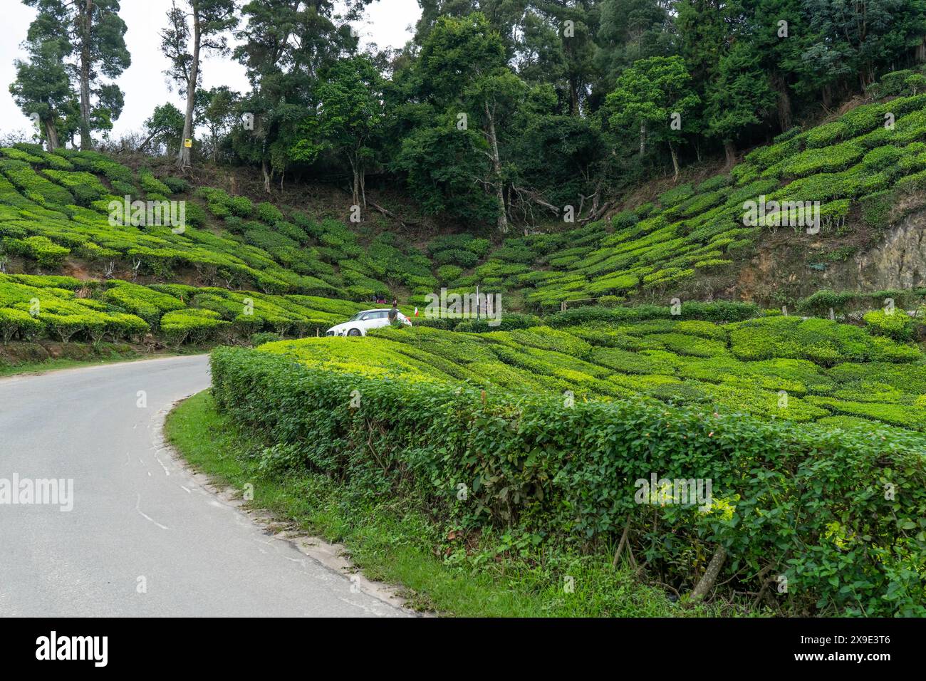 Munnar hill station and tea plantation in Kerala India Stock Photo - Alamy