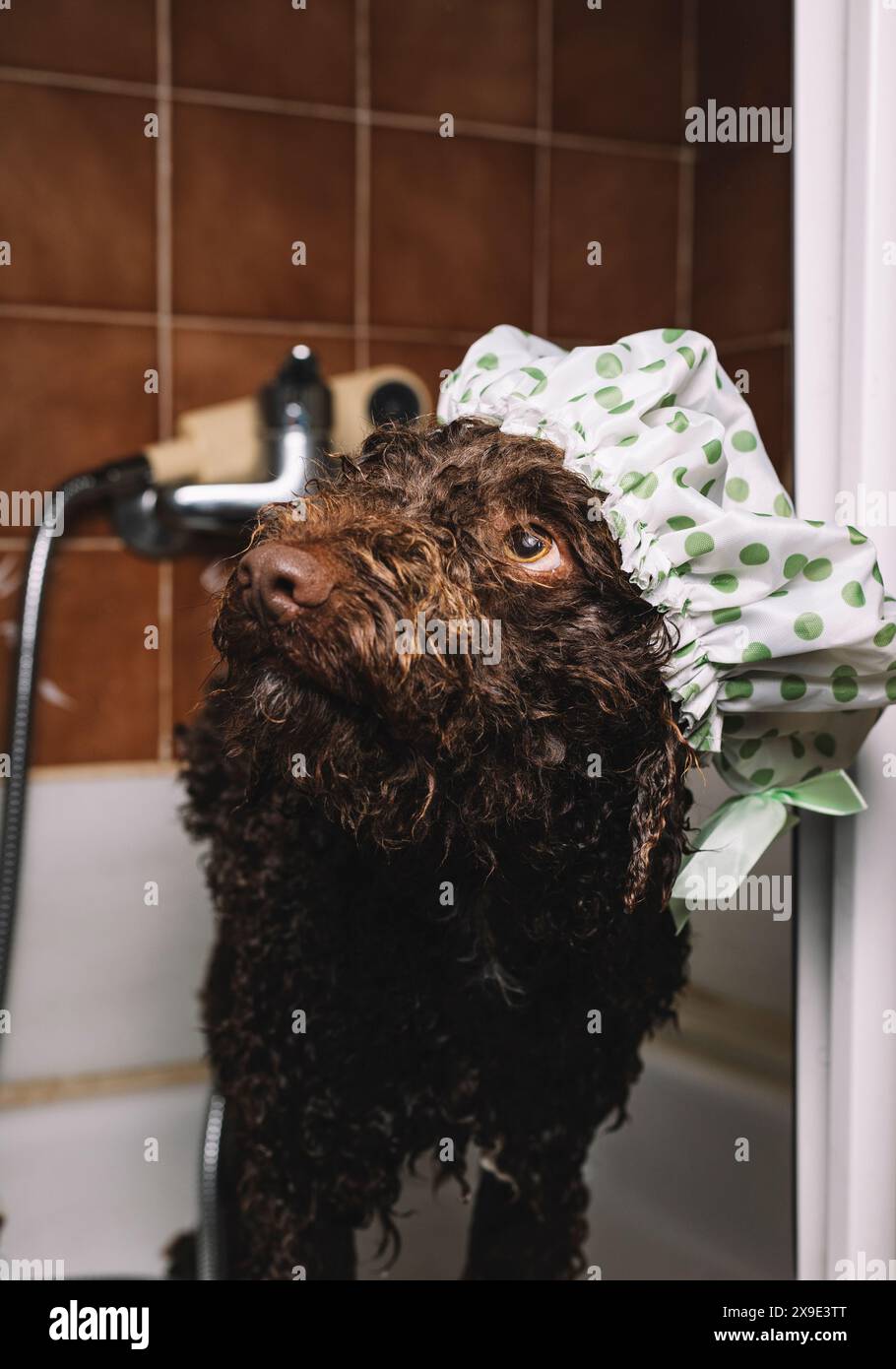 Pet shower hi-res stock photography and images - Alamy