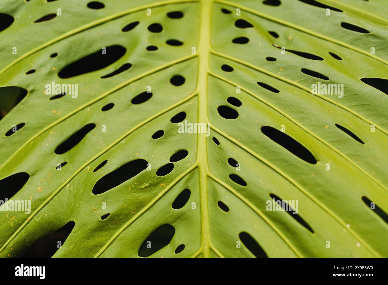 Close up of monstera leaf plant in Hawaii Stock Photo - Alamy