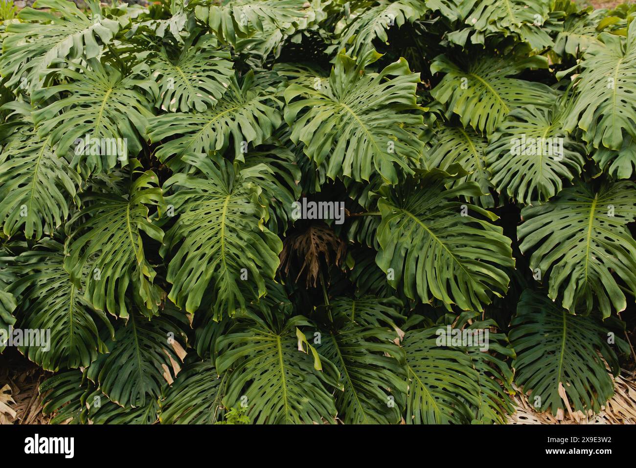 Wall of monstera leaves plant in Hawaii Stock Photo - Alamy