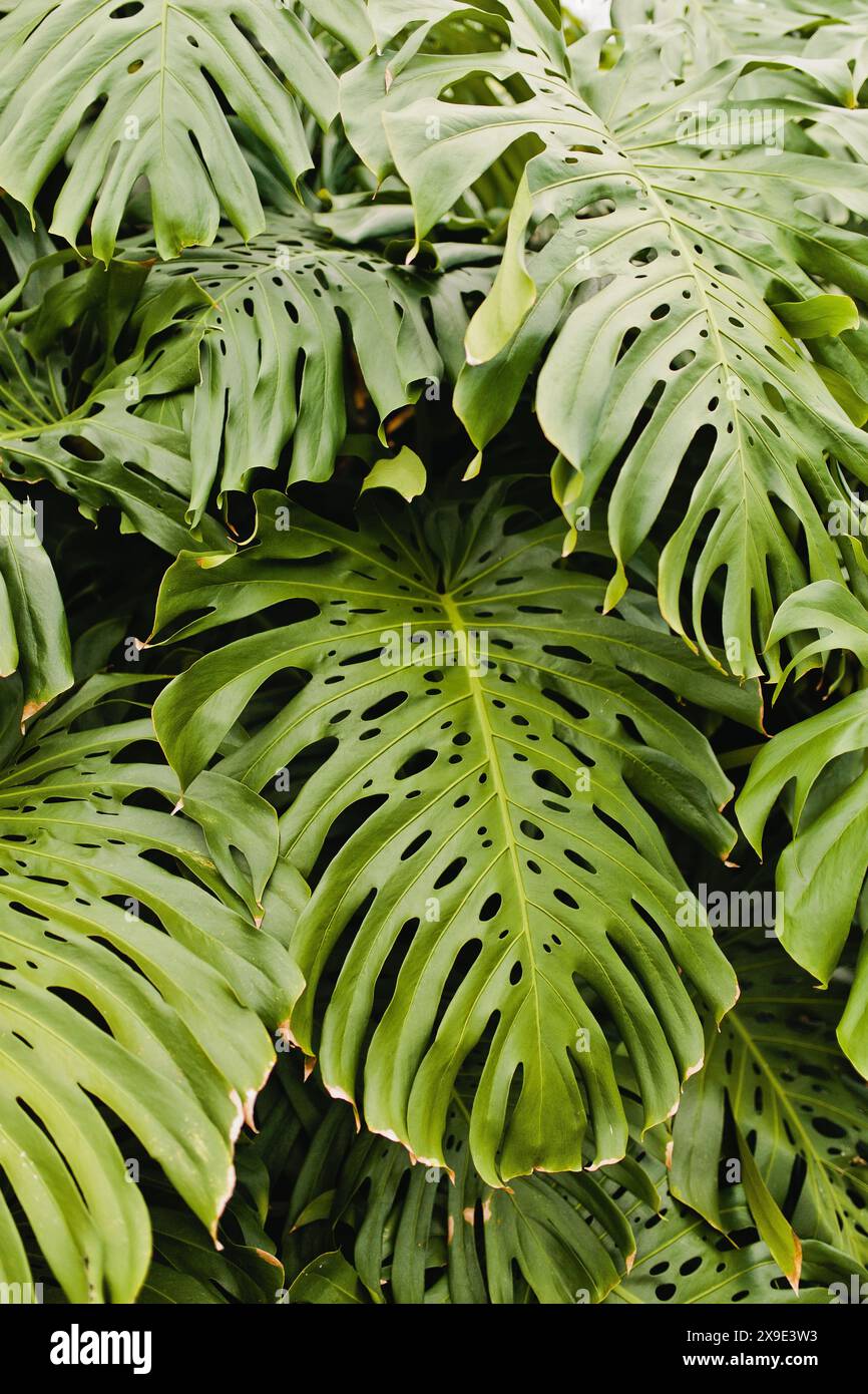 Wall of monstera leaves plant in Hawaii Stock Photo - Alamy