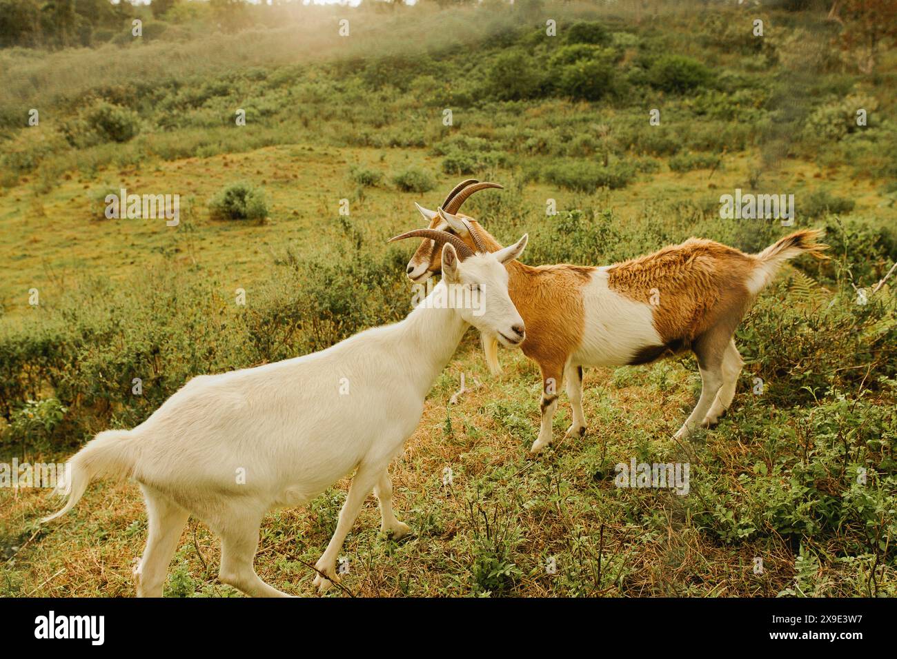 Goats wandering on side of hill Hawaii farm Stock Photo - Alamy