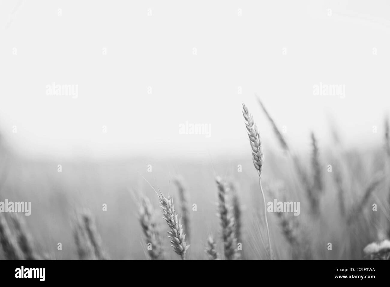 Farms farms farms farms field Black and White Stock Photos & Images - Alamy