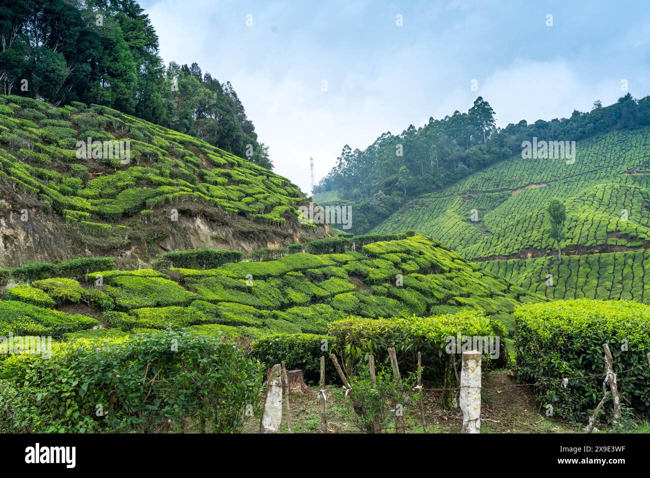 Munnar hill station and tea plantation in Kerala India Stock Photo - Alamy