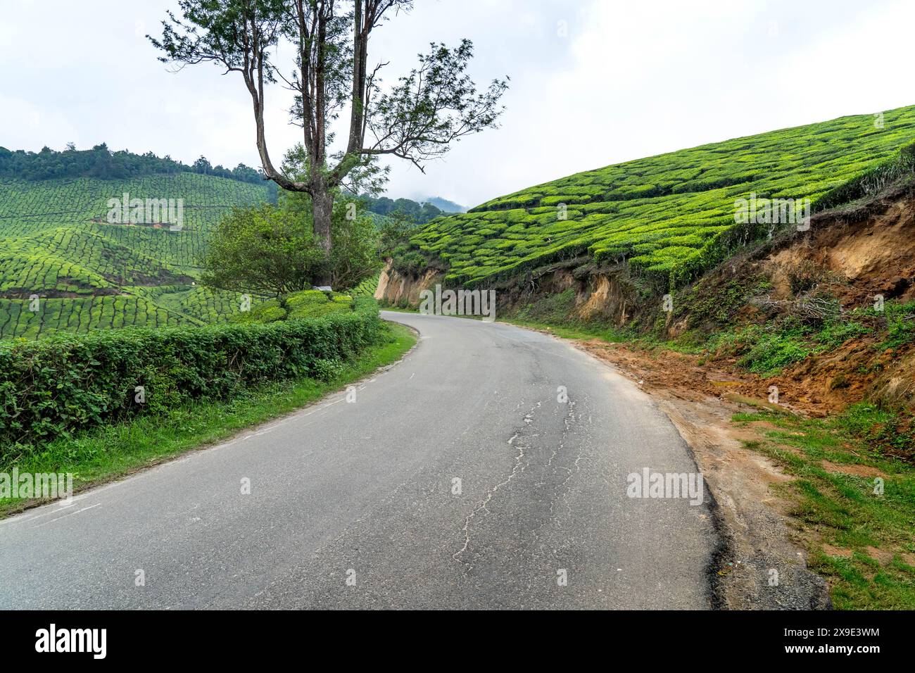 Munnar hill station and tea plantation in Kerala India Stock Photo - Alamy