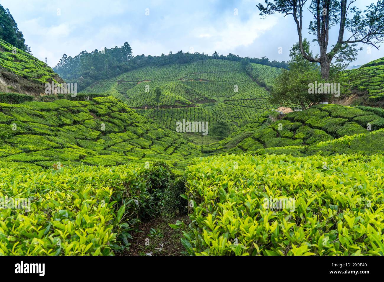 Munnar hill station and tea plantation in Kerala India Stock Photo - Alamy