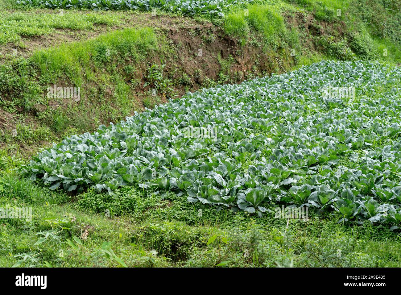 Vattavada is a village in Idukki district in the state of Kerala ...