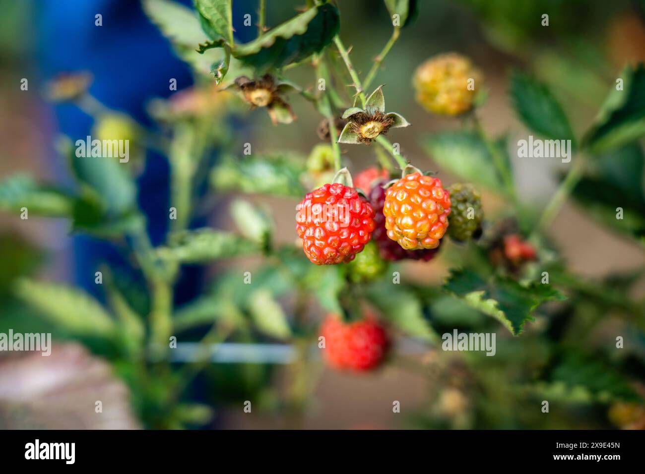blue berry farm in Vattavada Kerala Stock Photo - Alamy
