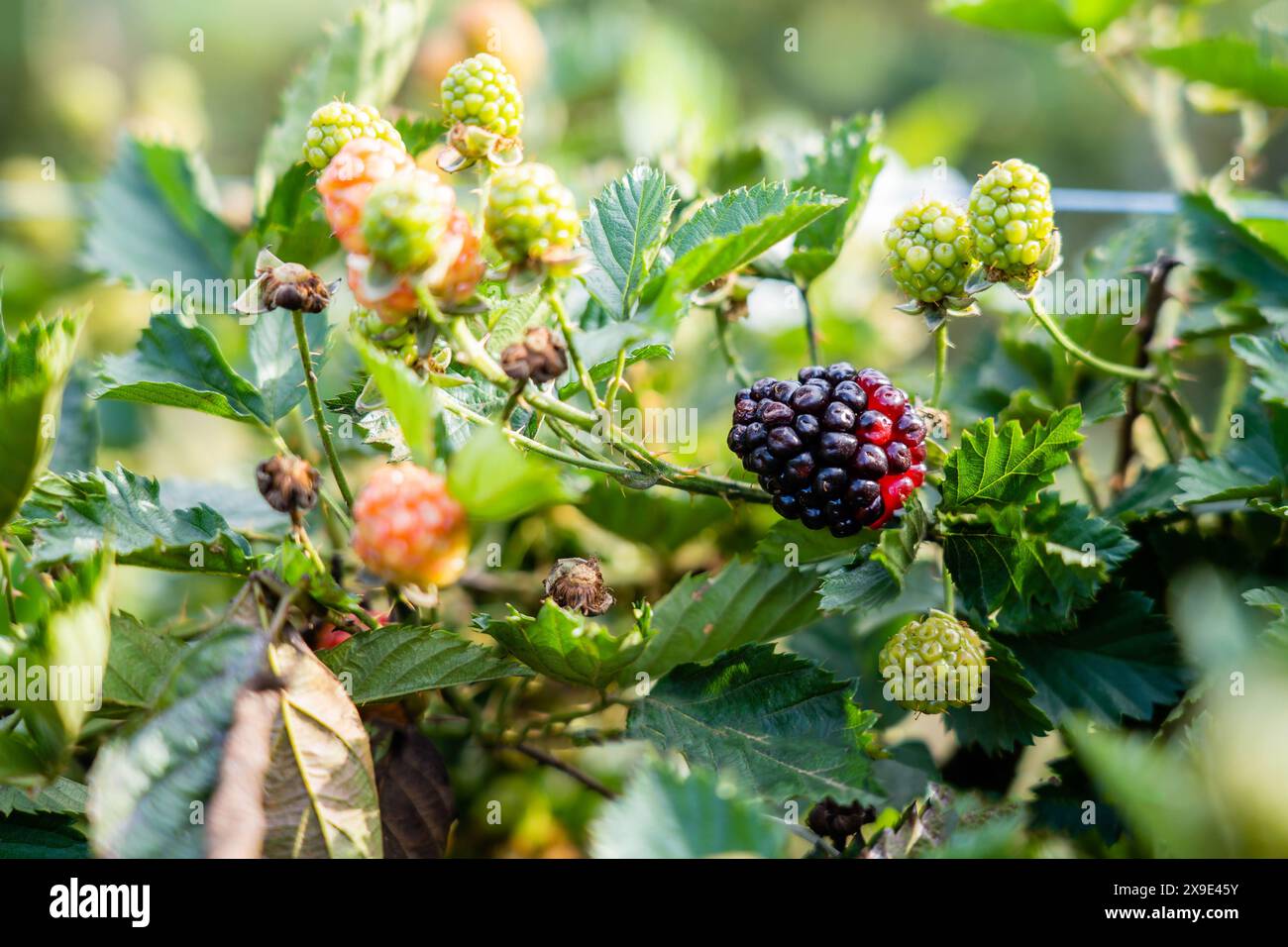blue berry farm in Vattavada Kerala Stock Photo - Alamy
