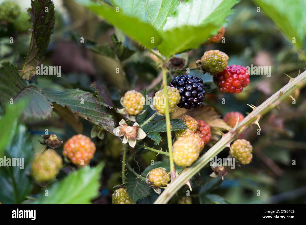 blue berry farm in Vattavada Kerala Stock Photo - Alamy