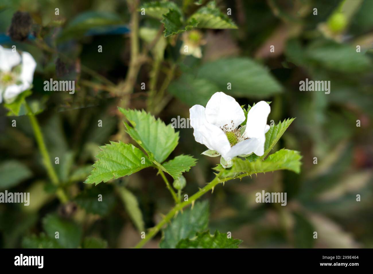 blueberry farm flower blossom in Vattavada Kerala Stock Photo - Alamy