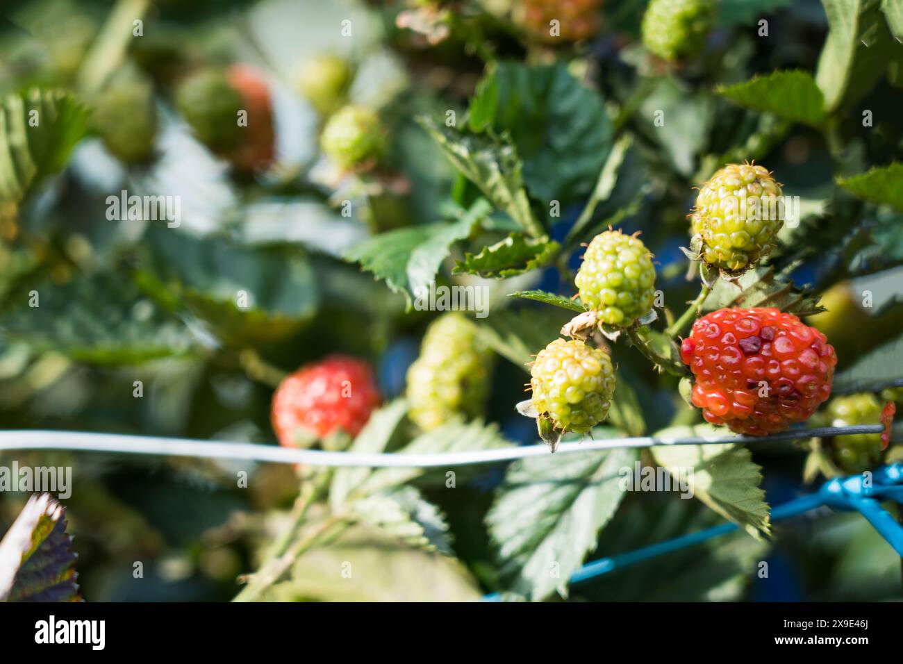 blue berry farm in Vattavada Kerala Stock Photo - Alamy