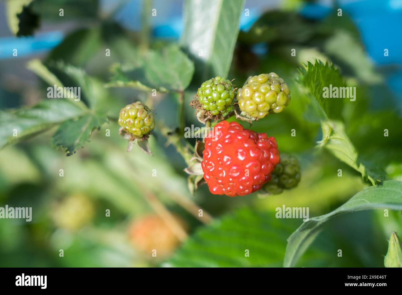 blue berry farm in Vattavada Kerala Stock Photo - Alamy