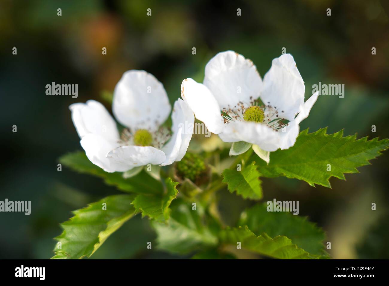 blueberry farm flower blossom in Vattavada Kerala Stock Photo - Alamy