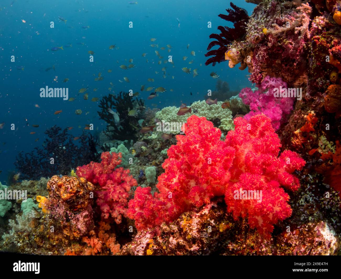 Beautiful soft corals and fish while diving at Misool Island, Raja ...