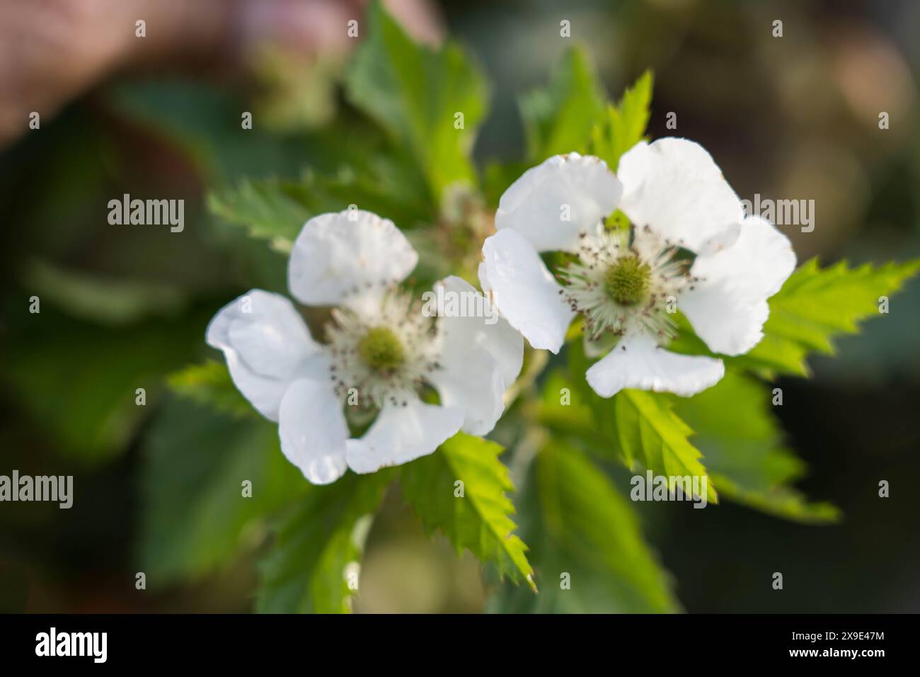 blueberry farm flower blossom in Vattavada Kerala Stock Photo - Alamy