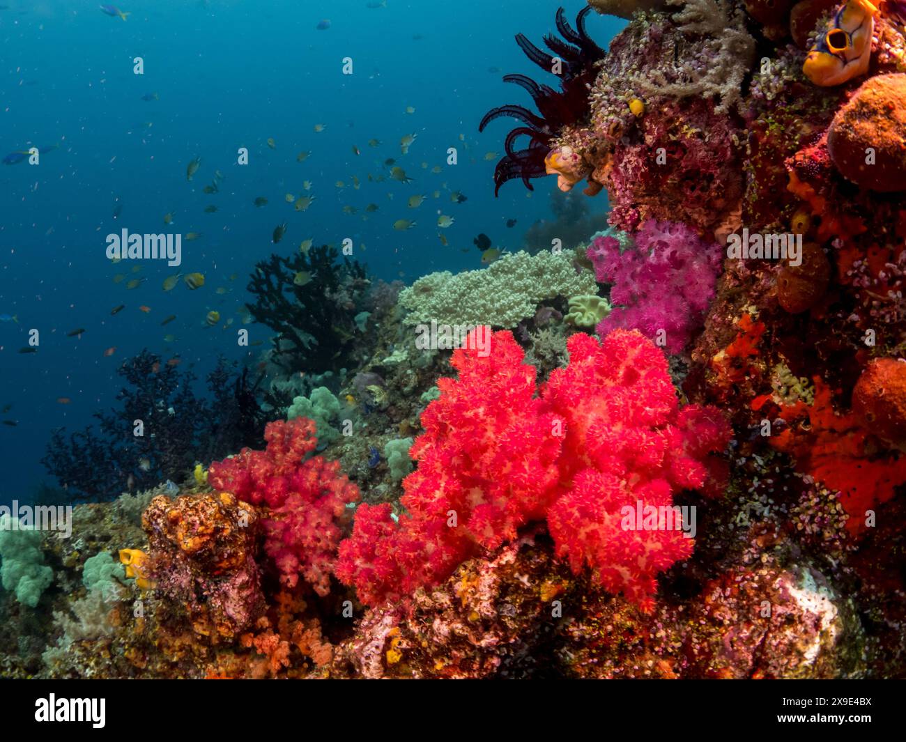 Beautiful soft corals and fish while diving at Misool Island, Raja ...