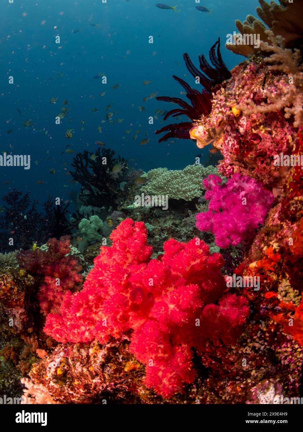 Beautiful soft corals and fish while diving at Misool Island, Raja ...