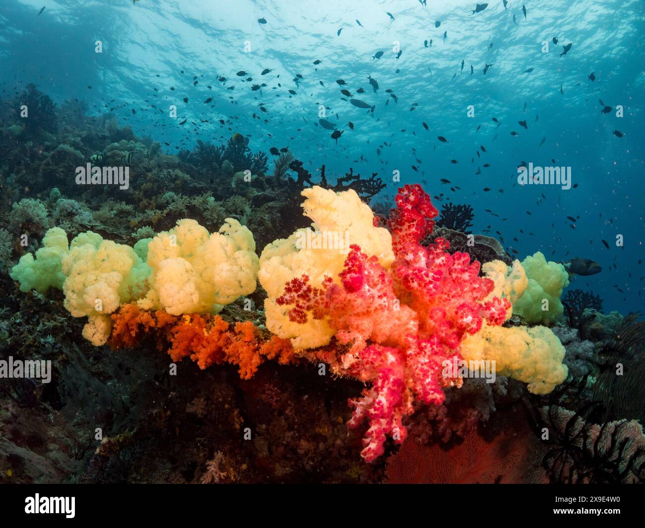 Beautiful soft corals and fish while diving at Misool Island, Raja ...