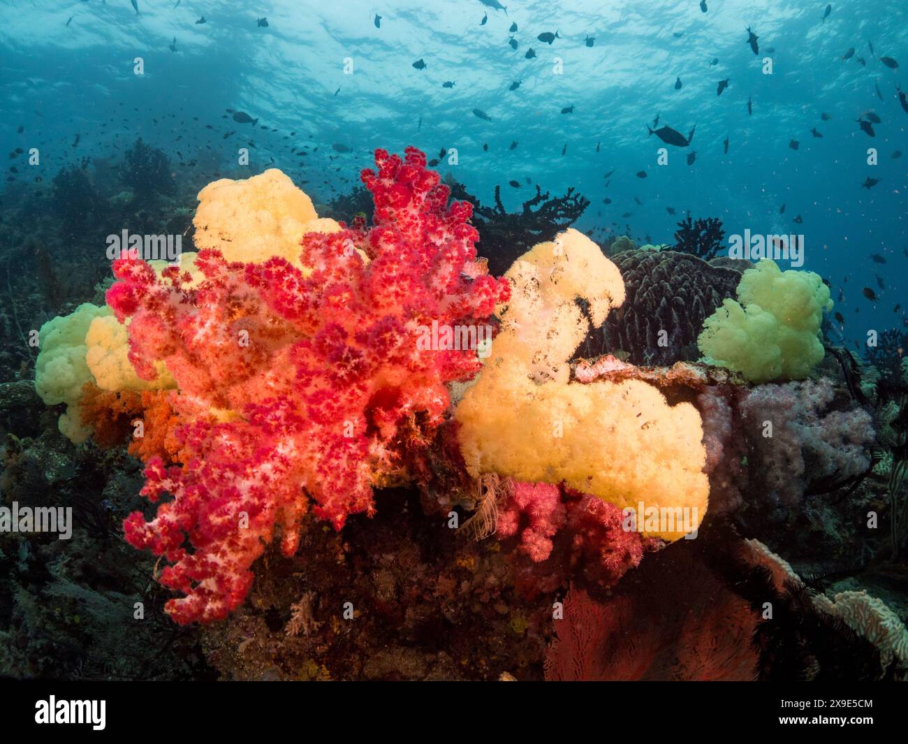 Beautiful soft corals and fish while diving at Misool Island, Raja ...