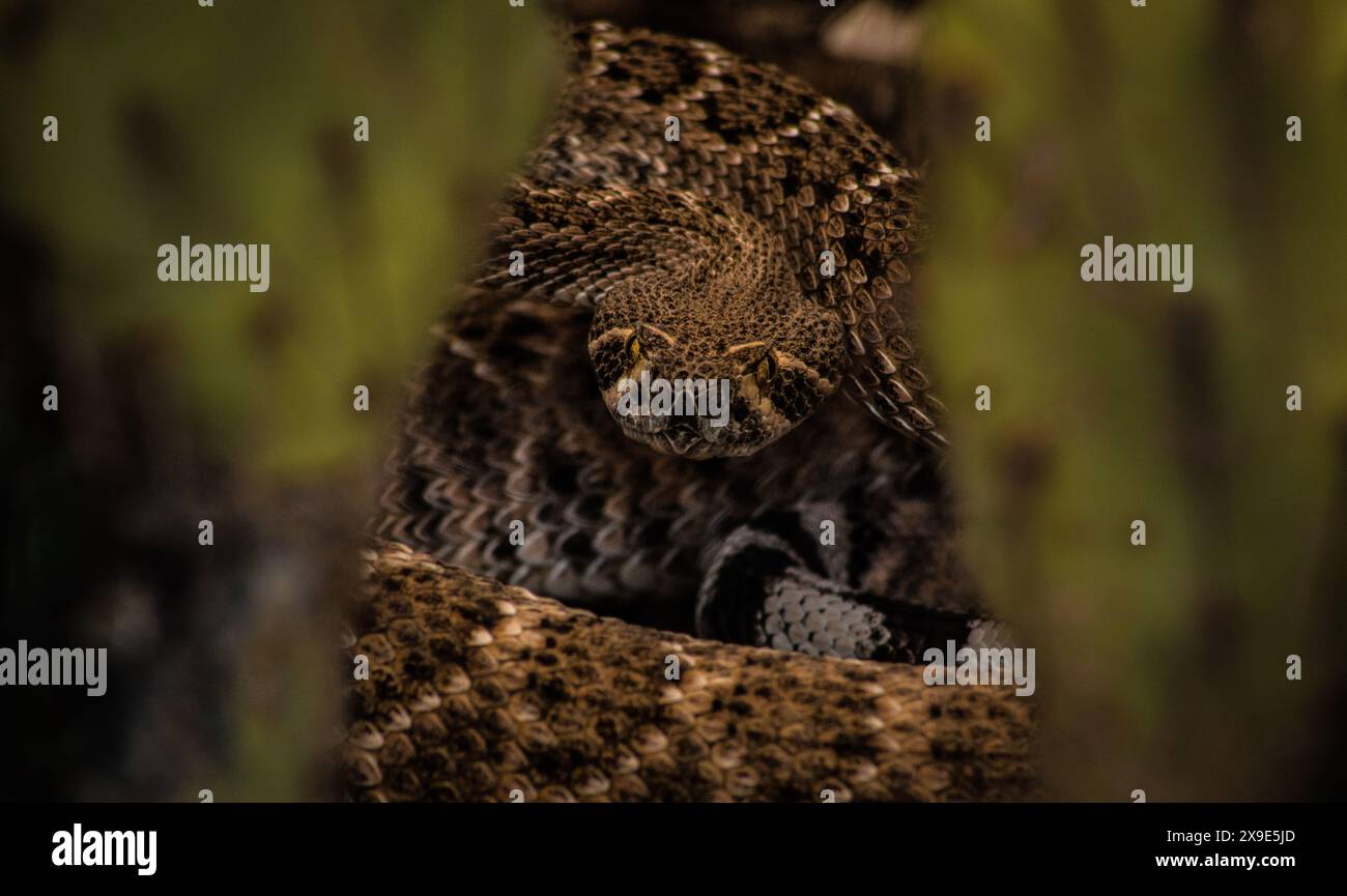 Coiled western diamondback rattlesnake strikes an aggressive defensive ...