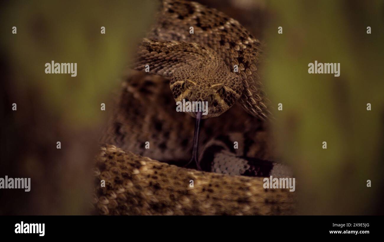 Western diamondback rattlesnake, coiled and ready to strike, in the ...