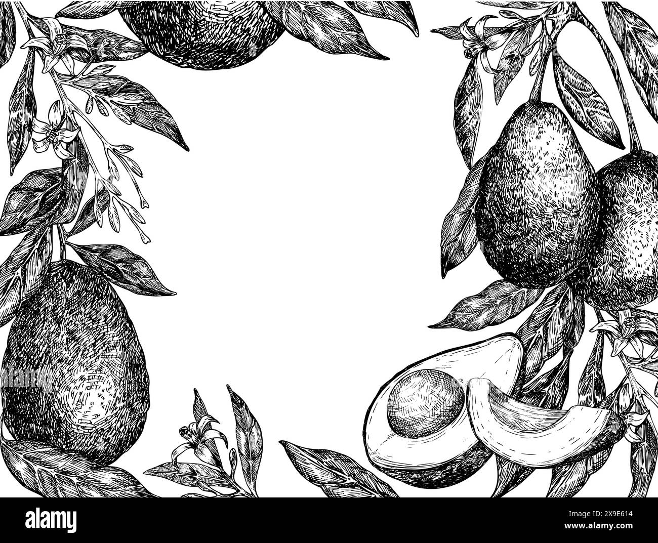 Avocado hass graphic vector illustration, frame with hand drawn sketch ...