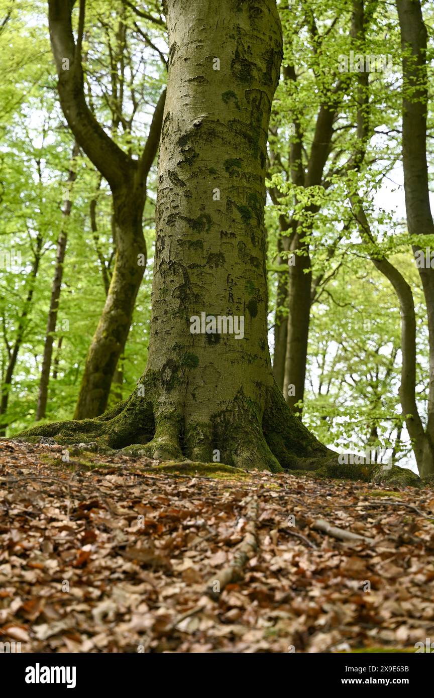 A larger girth tree with roots in a forest in spring Stock Photo - Alamy
