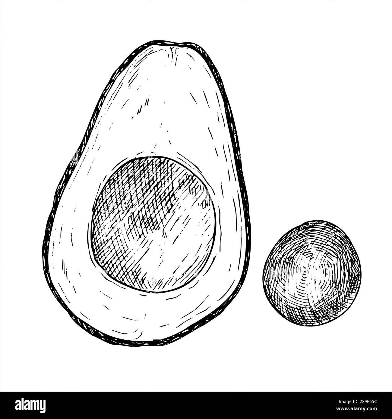 Avocado hass graphic vector illustration, hand drawn sketch of ...