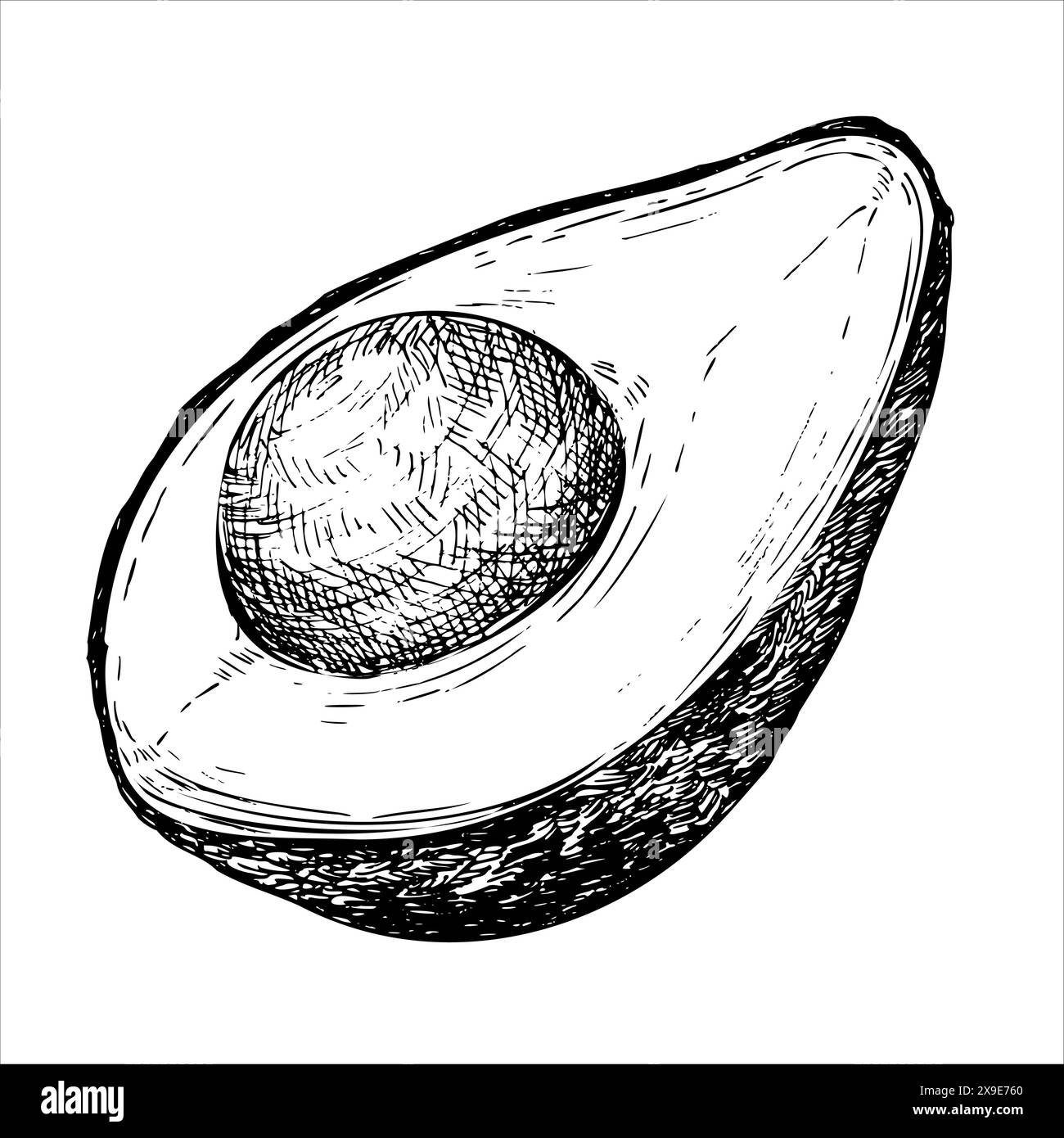 Avocado hass graphic vector illustration, hand drawn sketch of ...