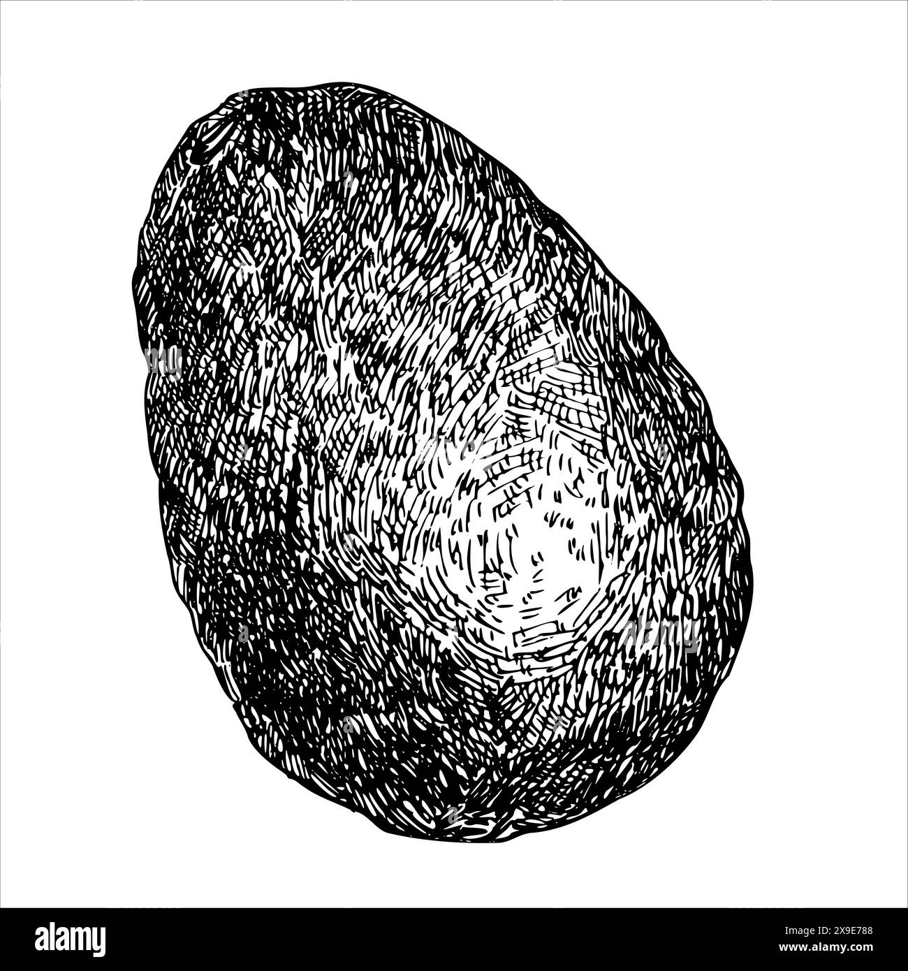 Avocado hass graphic vector illustration, hand drawn sketch of ...