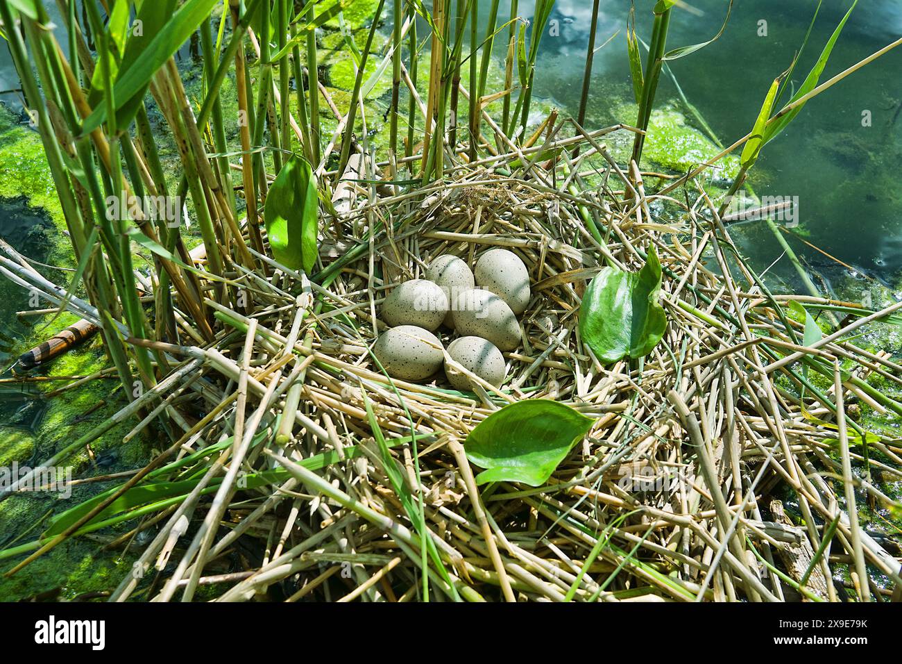 Bird's Nest Guide. Nidology. European coot (Fulica atra) nest on a ...