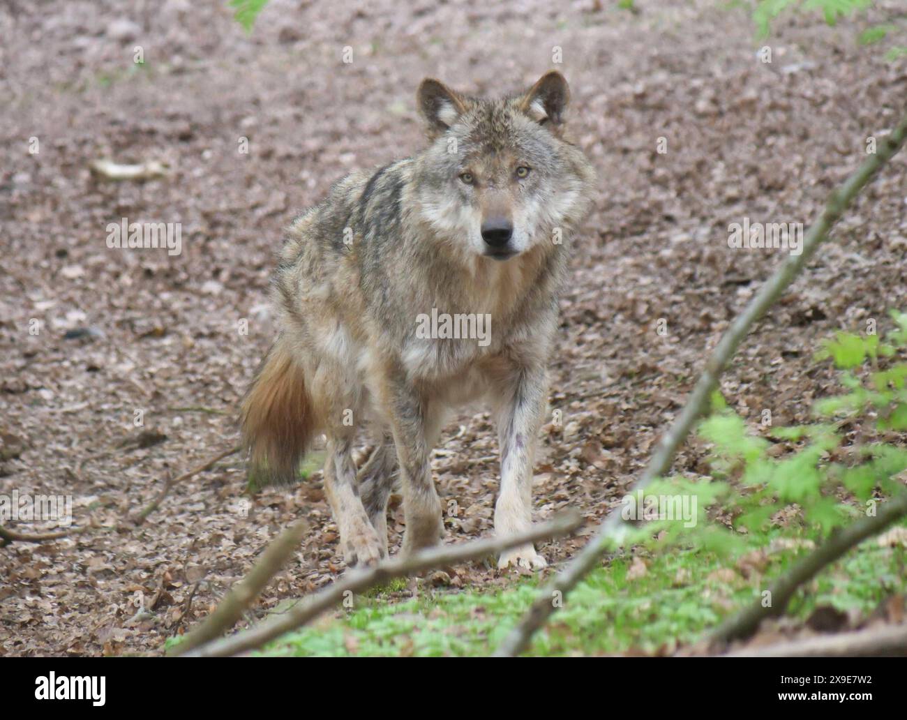 Wolf Europaeischer Grauwolf in Aktion Wolf Grauwolf *** Wolf European ...
