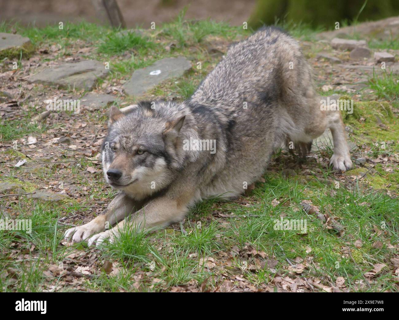 Wolf Europaeischer Grauwolf in Aktion Wolf Grauwolf *** Wolf European ...