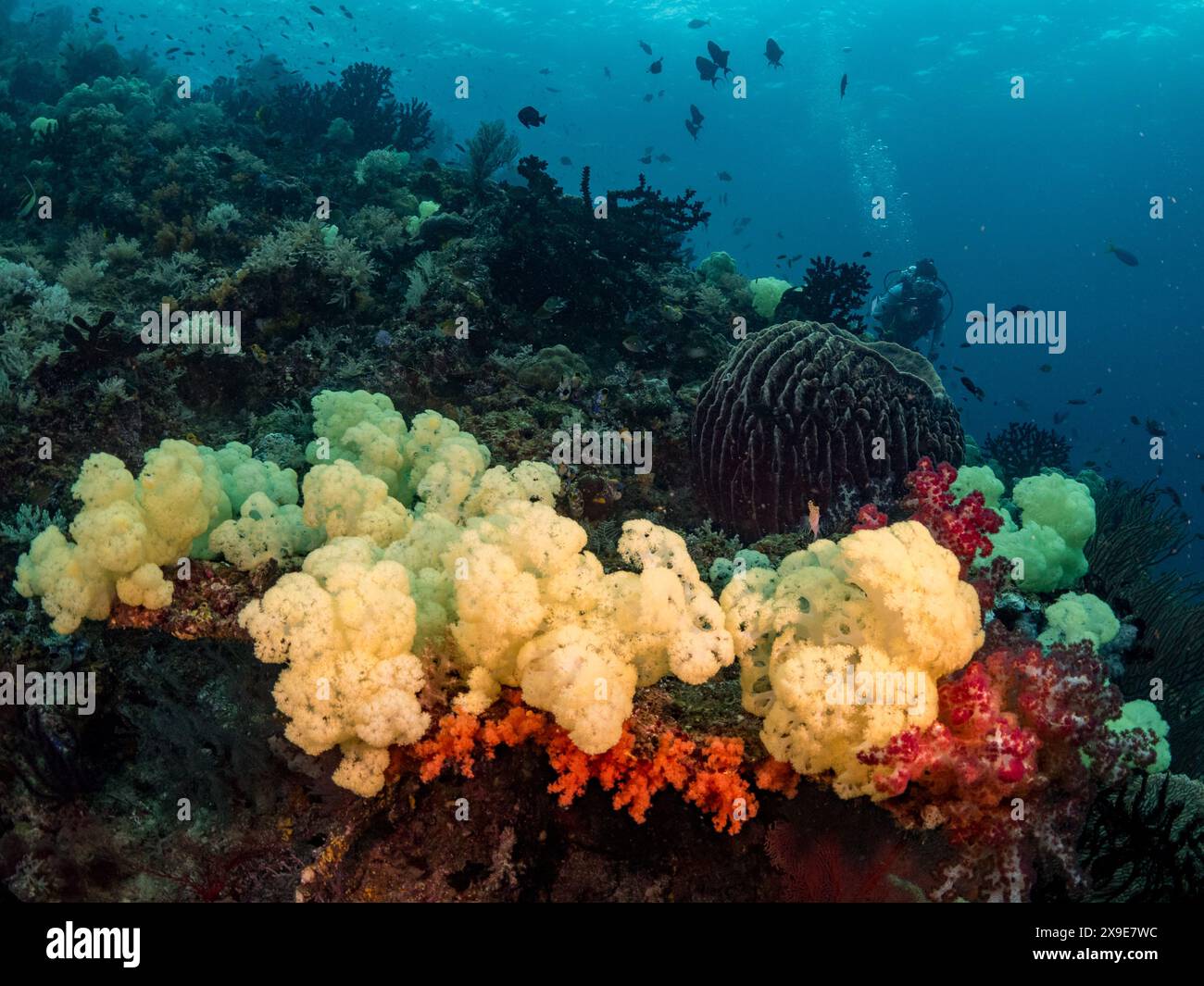 Beautiful soft corals and fish while diving at Misool Island, Raja ...