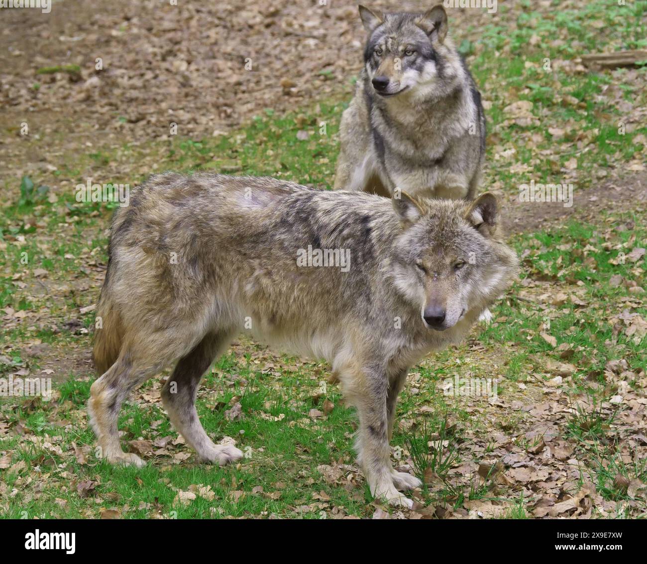 Wolf Europaeischer Grauwolf in Aktion Wolf Grauwolf *** Wolf European ...