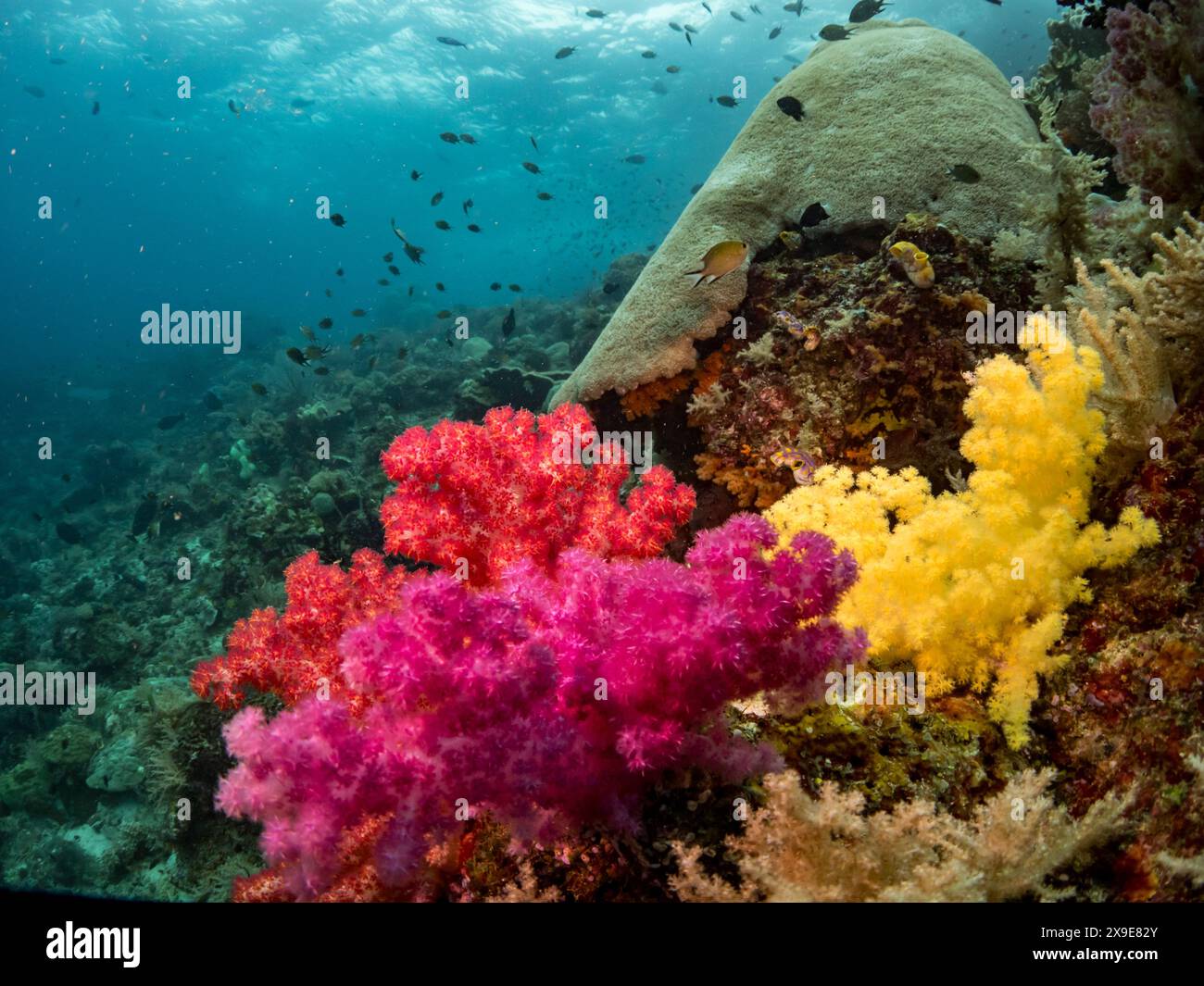 Beautiful soft corals and fish while diving at Misool Island, Raja ...