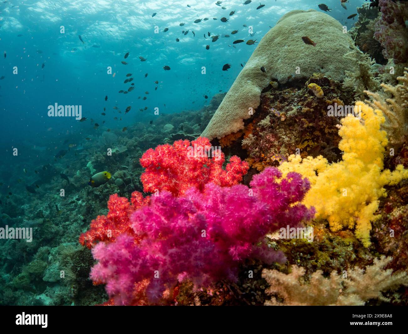 Beautiful soft corals and fish while diving at Misool Island, Raja ...