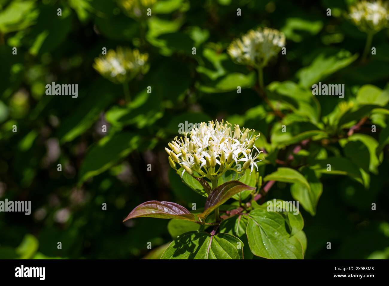 CORNUS SANGUINEA plant in forest Stock Photo - Alamy