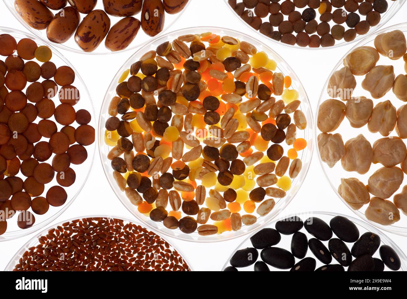 Close-up of genetically modified seeds in Petri dishes for laboratory ...