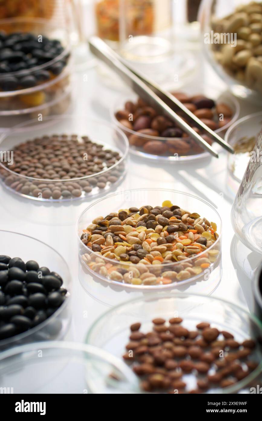 Close-up of genetically modified seeds in Petri dishes for laboratory ...