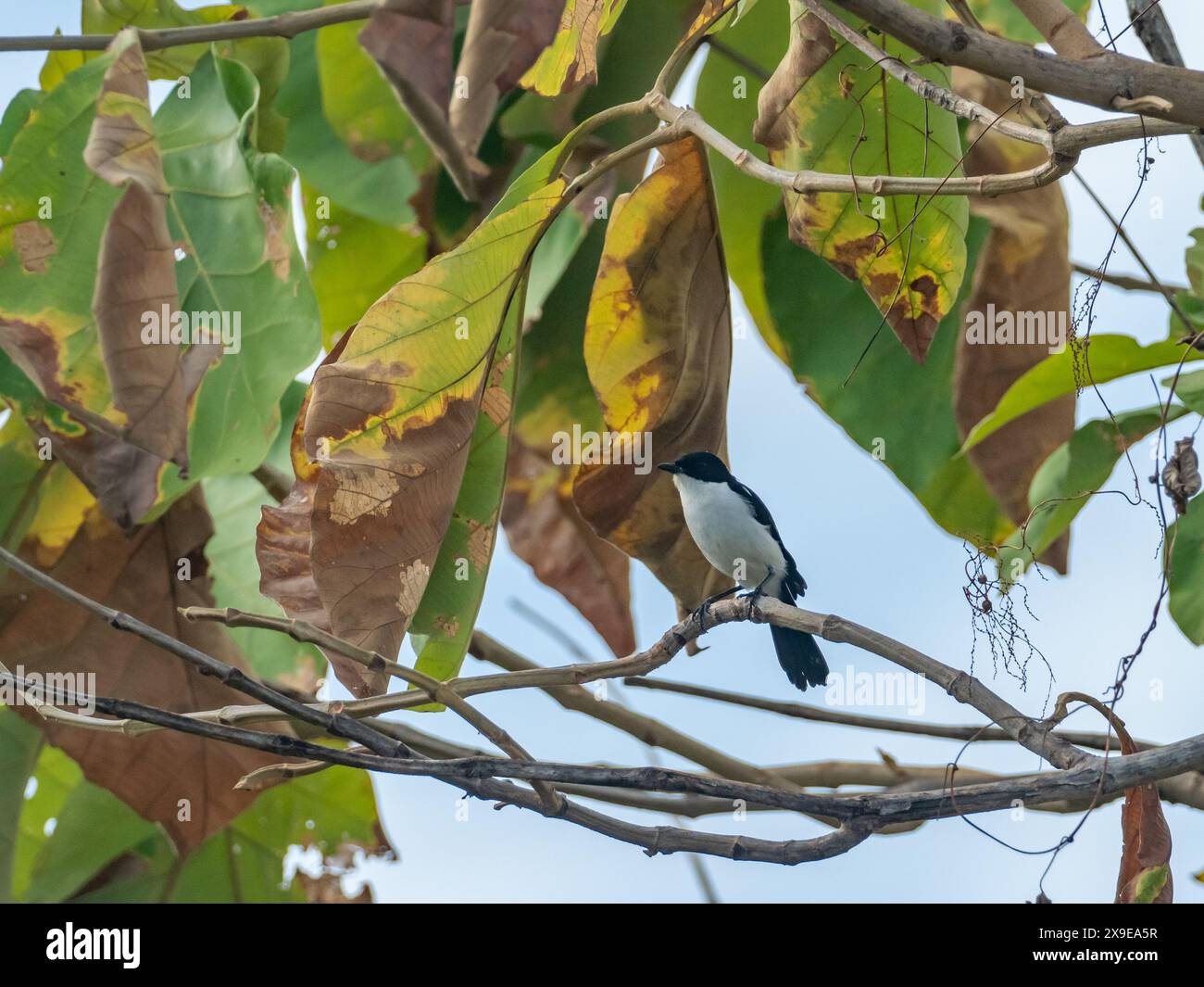 Timor bushchat, Saxicola gutturalis, an endemic bird to Timor ...