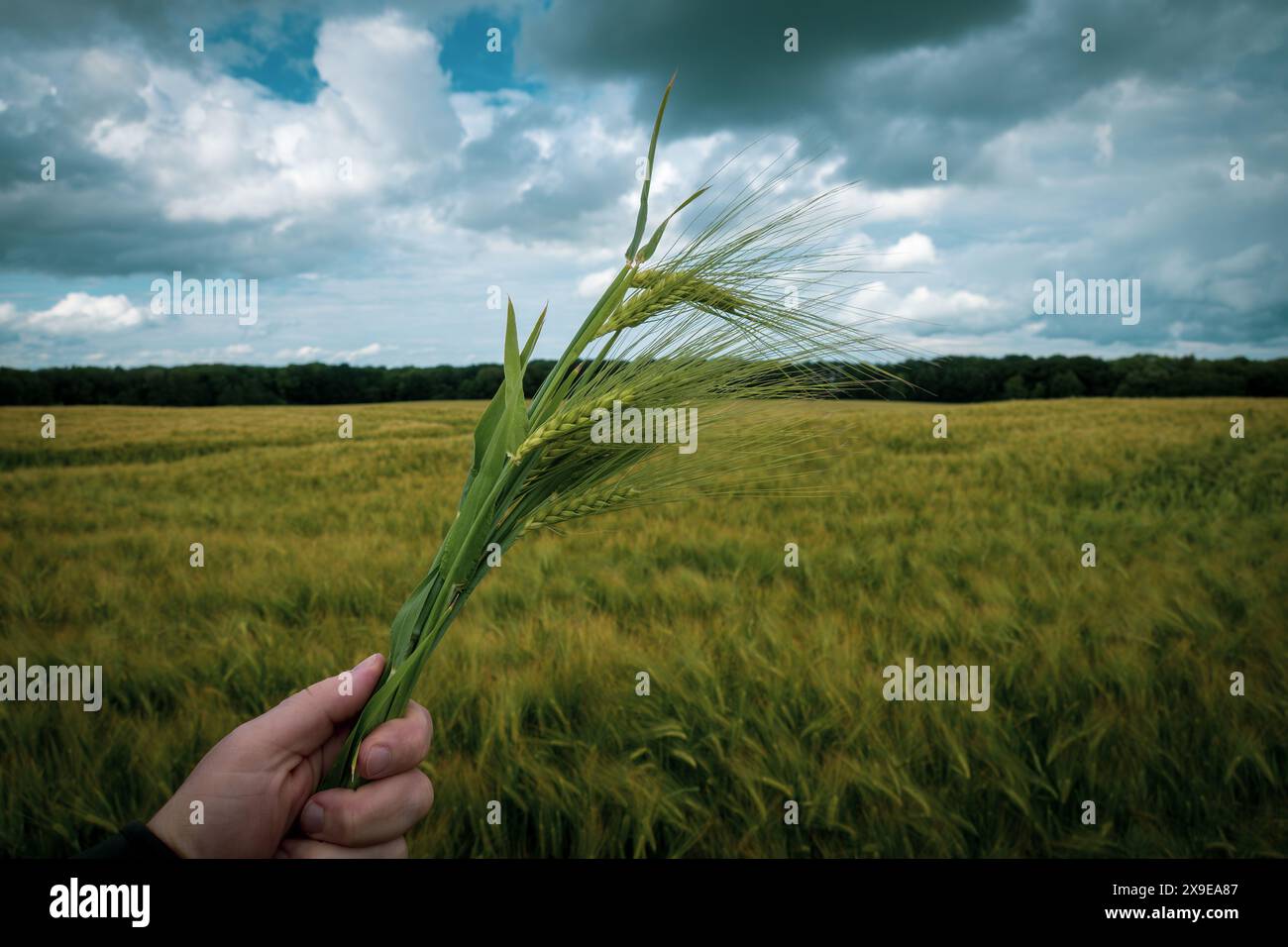 a hand holds a tuft of grain in front of a grain field Stock Photo - Alamy