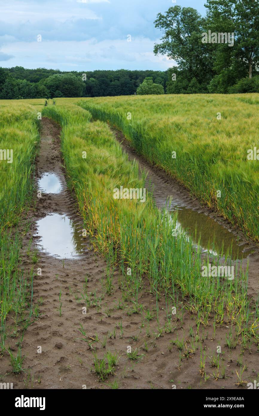 Tractor ruts in grain hi-res stock photography and images - Alamy