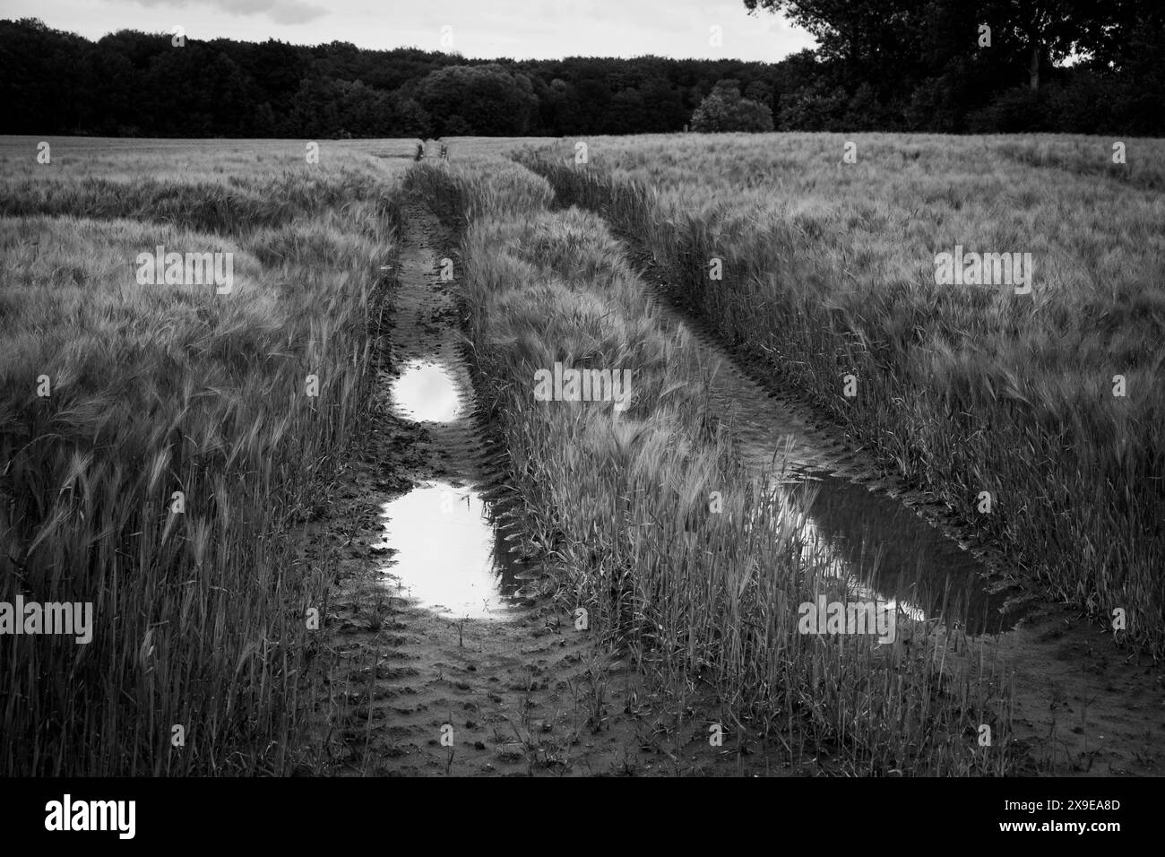 rain-wet ruts from tractors in a grain field Stock Photo - Alamy