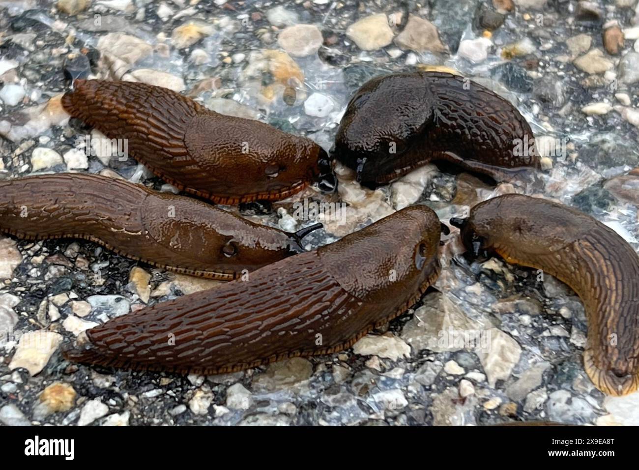 Schneckenplage,Nacktschnecken auf Asphalt. *** Slug plague,Slugs on ...